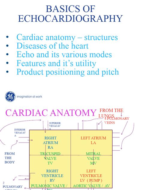 Basics Of Echocardiography Pdf Heart Echocardiography