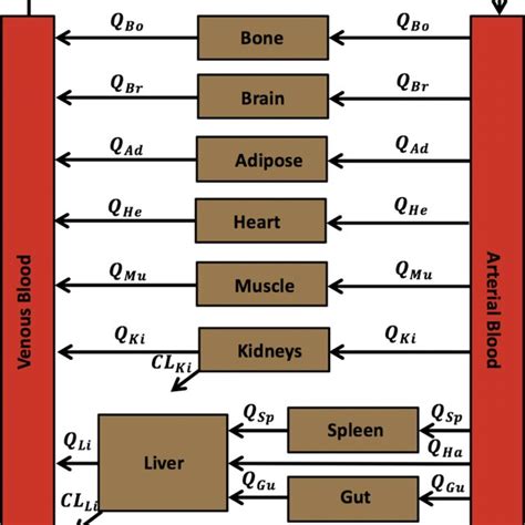 Voriconazole Physiologicallybased Pharmacokinetic PBPK Model