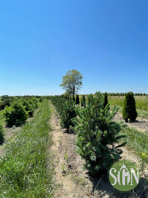 Pinus flexilus 'Vanderwolf's Pyramid' - Spring Grove Nursery