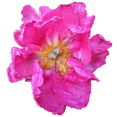 Dark Pink Peony Flower 24807663 Png