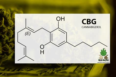 Le CBG C Est Quoi Tout Savoit Sur Le CBG