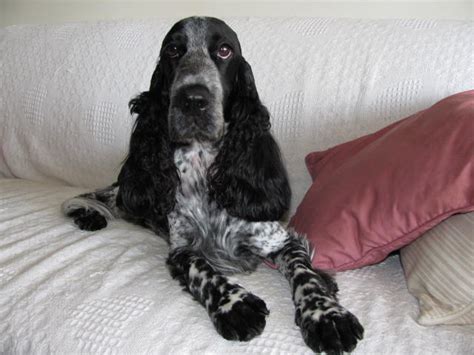 Rupert Cocker Spaniel Peter Mcgrath
