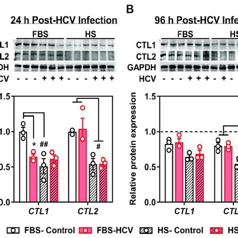 Choline Transporter Mrna Expression At 24 And 96 H Post Hcv Infection
