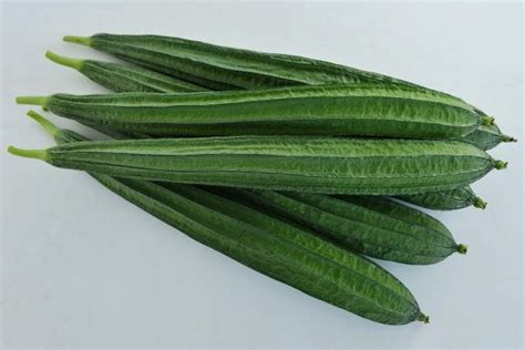 Sponge Gourd Known You Seed America