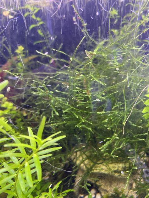 Why Is There Red Things On My Java Moss Raquariums