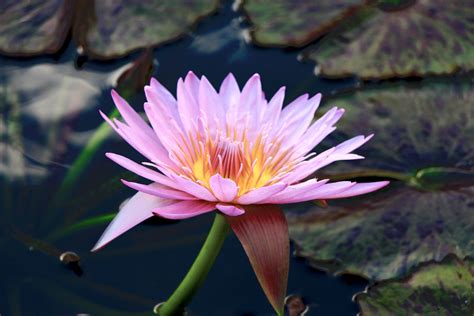 Pink Waterlily Free Stock Photo Public Domain Pictures