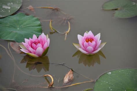 수련 꽃 꽃잎 Pixabay의 무료 사진 Pixabay