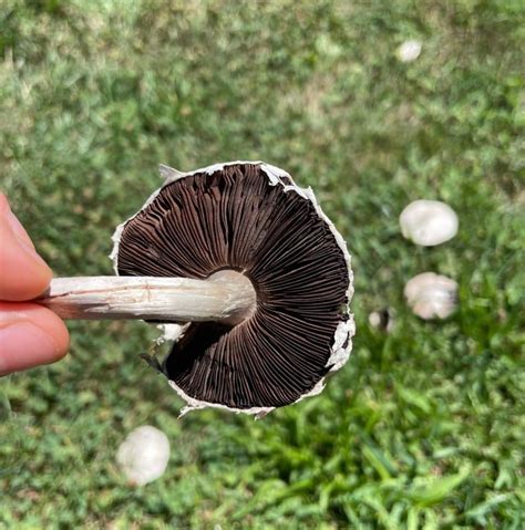 Agaricus Campestris Meadow Mushrooms Eat The Planet