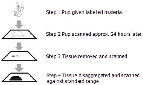 Diagrammatic Representation Of An Outline Of The Experimental Procedure