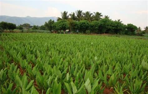 Curcuma Longa Curcumin Extract Powder Turmeric Packaging Type HDPE