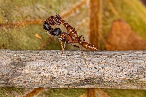 Premium Photo Adult Female Twig Ant Carrying Another Ant Of The Same