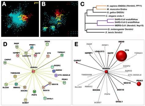 Connecting The Dots On Vertical Transmission Of Sars Cov Using