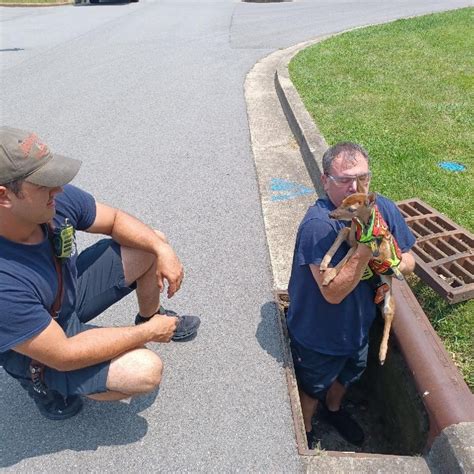 Johnson City Fire Department Rescues Fawn From Storm Drain Wjhl Tri