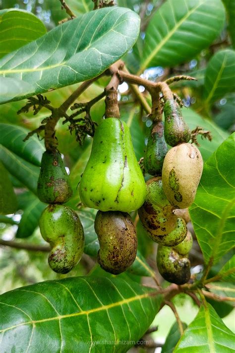 Buah Gajus