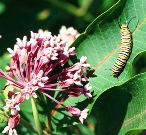 Smart Gardening Using Native Plants Is A Smart Choice For Michigan