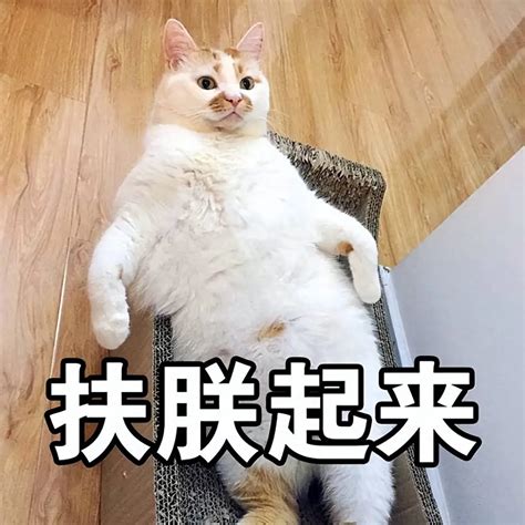 接下来一分钟带你了解中华田园猫的性格网友都说非常准 喵百科 上亦科技