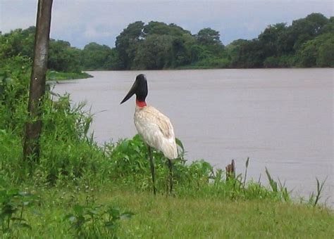 Conoce El Pantanal El Humedal Más Grande Del Mundo Ursulasolas Blog