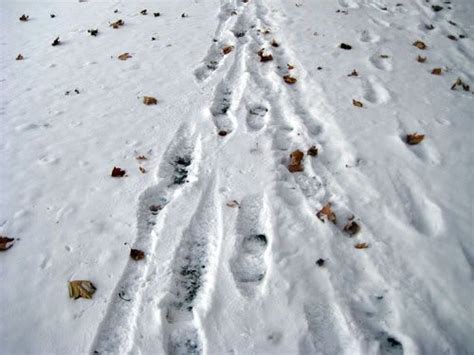 This Picture Depicts Another Concept Understood By Semiotics Known As