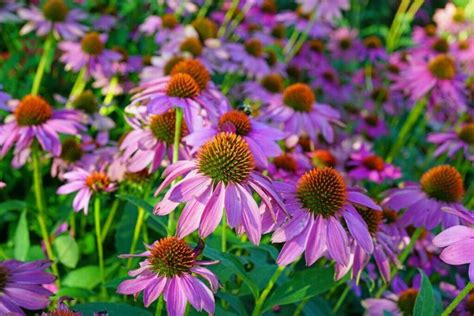 How To Grow Coneflowers Echinacea For Beginners Petal Republic