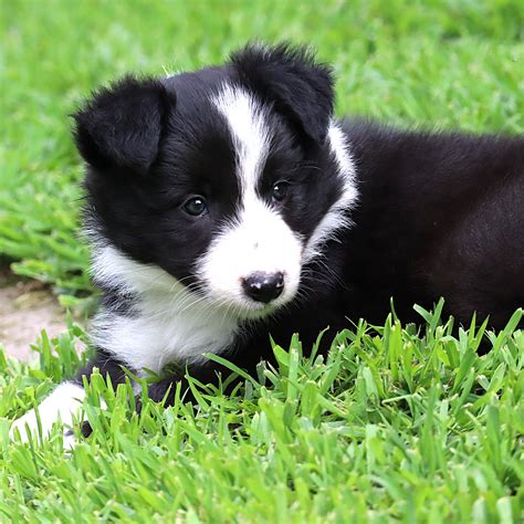 Border Collie Puppies For Sale Rising Sun Farm
