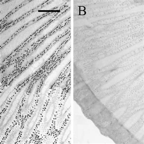 A Cross Section Of A Male Embryo At Age E145 Strong 3bhsd