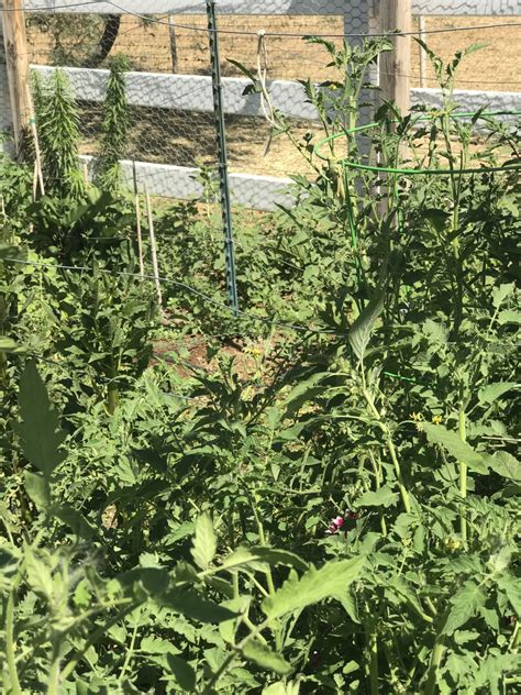 Grasshopper Sightings On The Farm