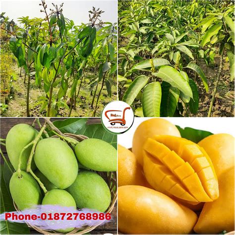 Rs Store আরএস স্টোর 🥭🥭কাটিমন আমের বৈশিষ্ট্য 🌴১এই জাতে প্রচুর আম ধরে