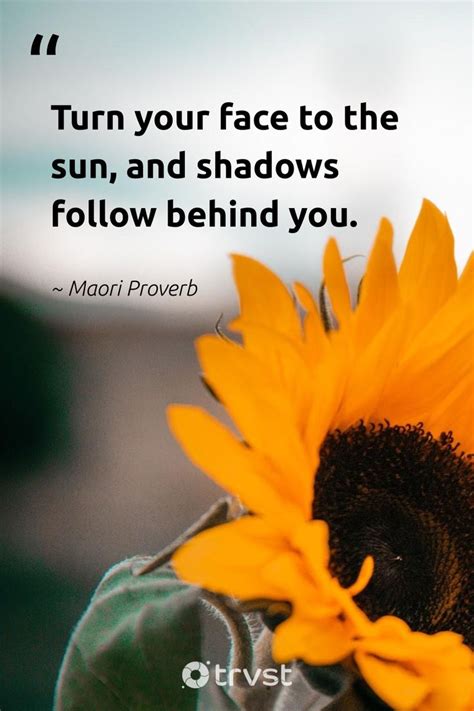 76 Sunflower Quotes To Brighten Up And Warm Your Day 2024