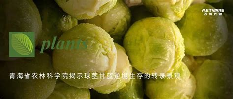 海南大学 崖州湾国家实验室罗杰教授团队解析水稻香气调控机制 哔哩哔哩