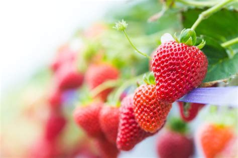 Grow Diy Hydroponic Strawberries Without The Soil Using These Systems