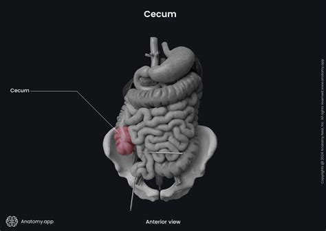 Large Intestine Anatomyapp