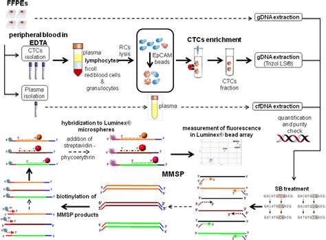 Figure 1 From Development And Validation Of A Multiplex Methylation Specific Pcr Coupled Liquid