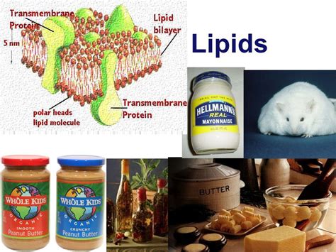 Examples Of Some Lipids Include Waxes Cetyl Palmitate Ppt Hl