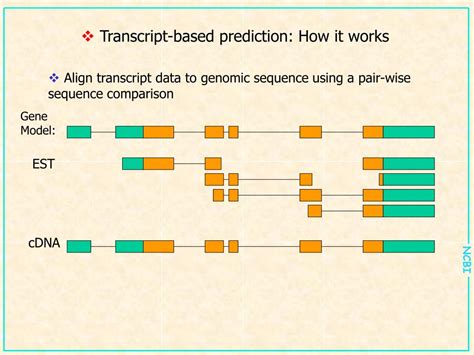 PPT Gene Prediction And Annotation Techniques Basics PowerPoint Presentation ID