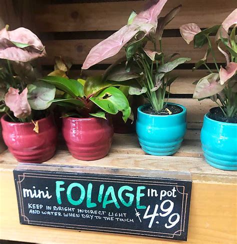 Trader Joes Mini Can Foliage Plants Trader Joes Rants And Raves