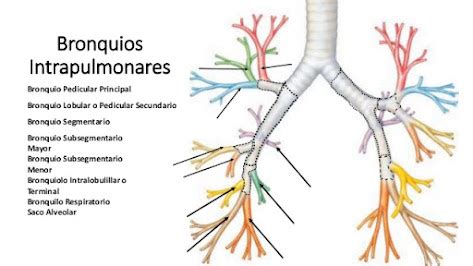 SegmentaciÓn Bronquial