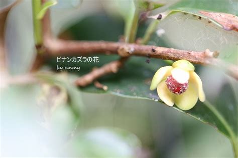 ビナンカズラの花 kotora1146のブログ