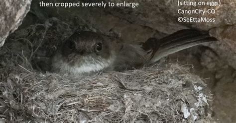 Nesting Eastern Phoebe Sitting On Eggs In Canon City