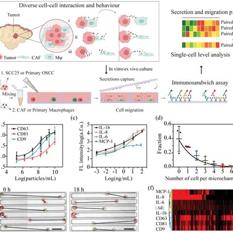 Deciphering Cellcell Interactions Through Integrative Single‐cell