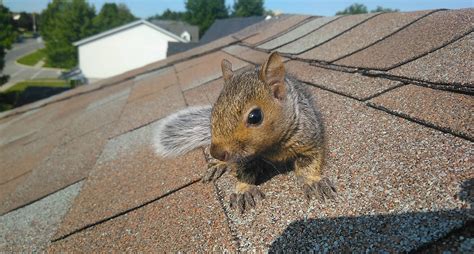 Squirrel Proof Your Chimney Skedaddle Coquitlam