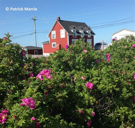 Heritage Foundation Of Newfoundland And Labrador Emma And Philip Templeman Property Registered