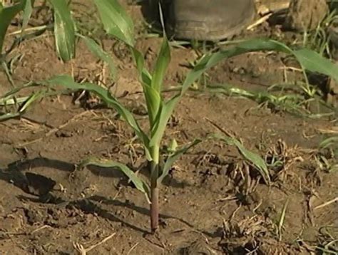 Cultivo De Maíz Cómo Es El Proceso De Siembra Y Manejo
