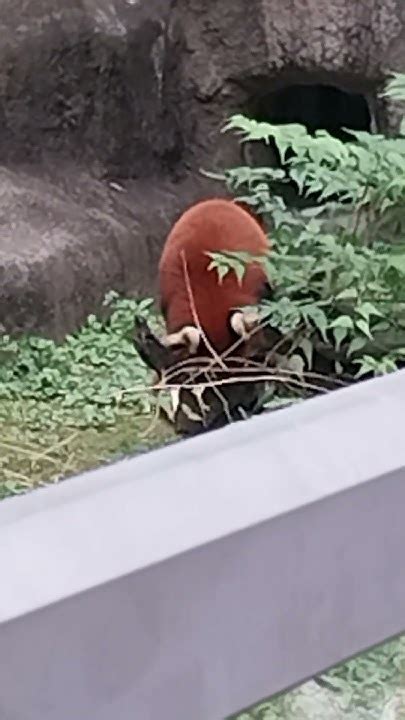 레서 판다 Youtube