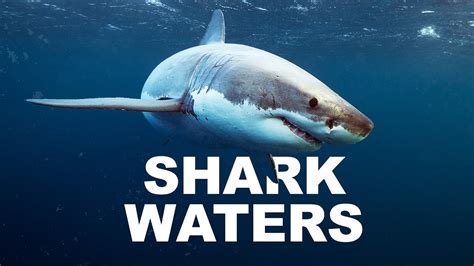 The Dangerous Thrill Of Diving Into Shark Infested Waters Shark