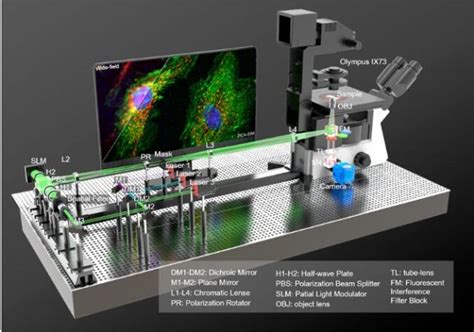 荧光超分辨显微术浅析与活细胞超分辨成像新进展 生物器材网