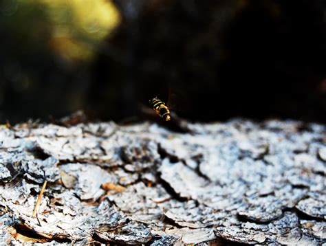 Hovering Bee By Stucksomewhere On Deviantart