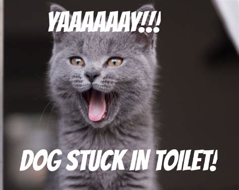 LOLCAT By BALLORASOKEWL On DeviantArt