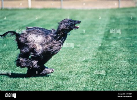Black Afghan Hound Running