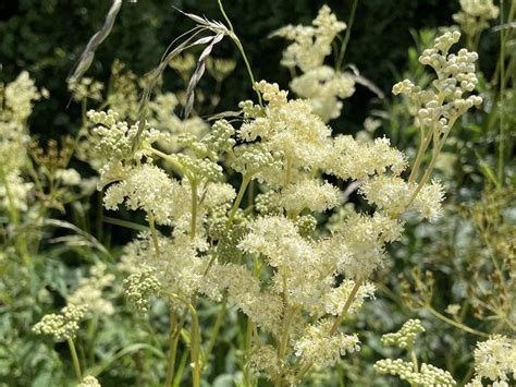 Meadowsweet Filipendula Ulmaria Identification