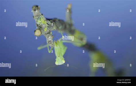 Closeup Frontal Portrait Of Green Praying Mantis Hangs Under Tree Branch And Looks At On Camera